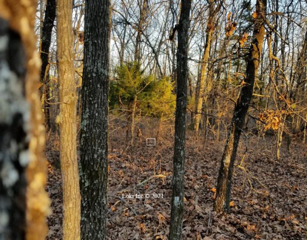 SilencerCo Blog: Hunting Hoover Hogs (Armadillos) with the Harvester